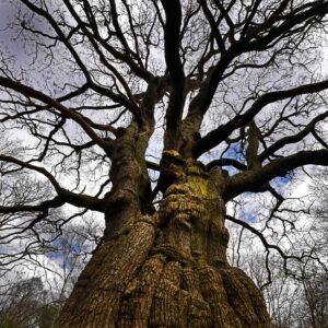 Hampstead Heath – The Heath & Hampstead Society