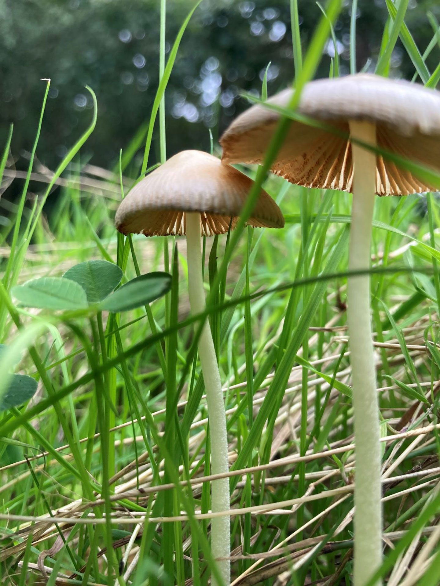 Discover Biodiversity on the Heath – The Heath & Hampstead Society