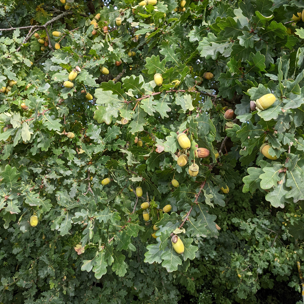 Discover Biodiversity on the Heath – The Heath & Hampstead Society