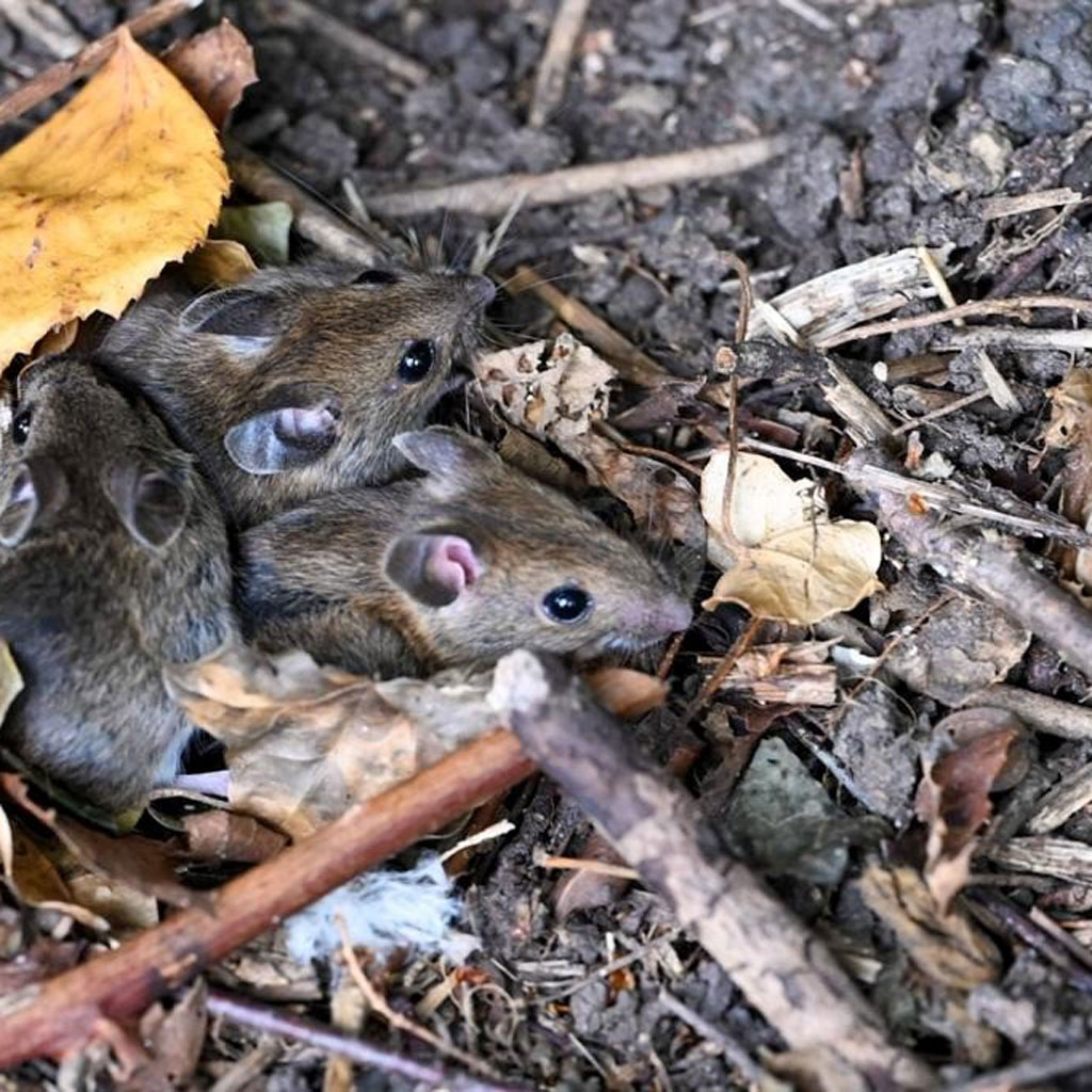 Discover Biodiversity on the Heath – The Heath & Hampstead Society